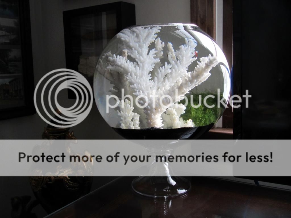 Giant Ecosphere | Page 6 | The Planted Tank Forum