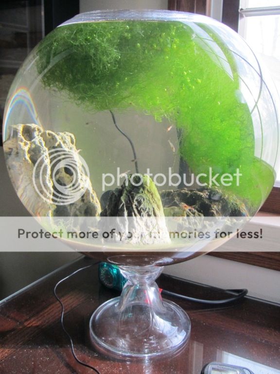 Giant Ecosphere - Page 2 - The Planted Tank Forum