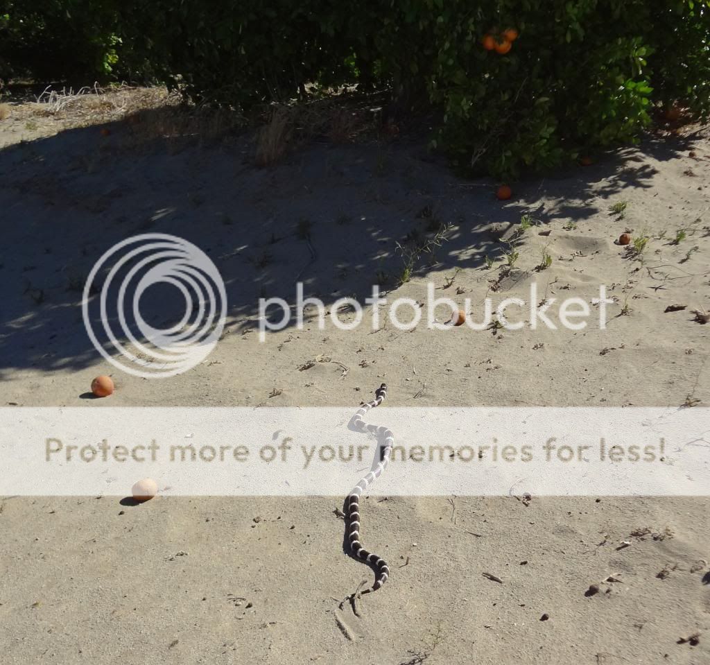 Family Camping Weekend in Anza-Borrego DSP – April 2013 - Field Herp Forum