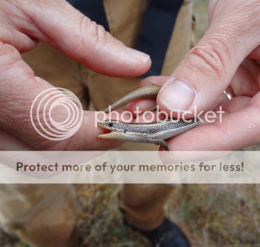 October 2012 to January 2013 in Southern California - Field Herp Forum