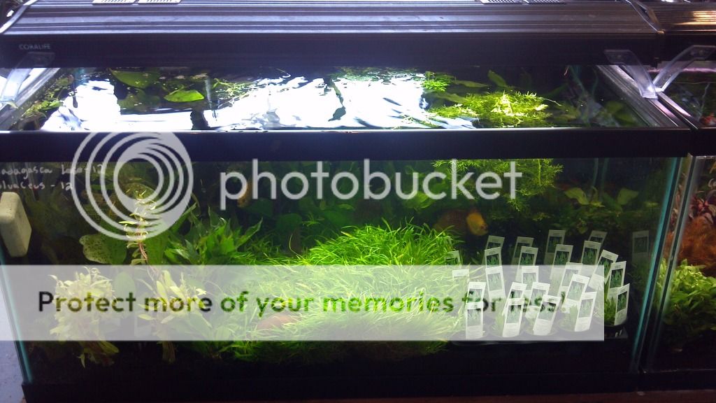 Alaska Coral and Fish (official ADA shop) | The Planted Tank Forum